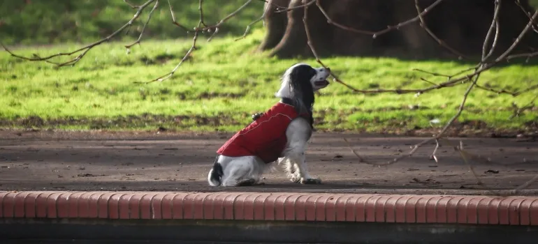 Moving to Ottawa with pets: tips for a smooth transition for your furry ...